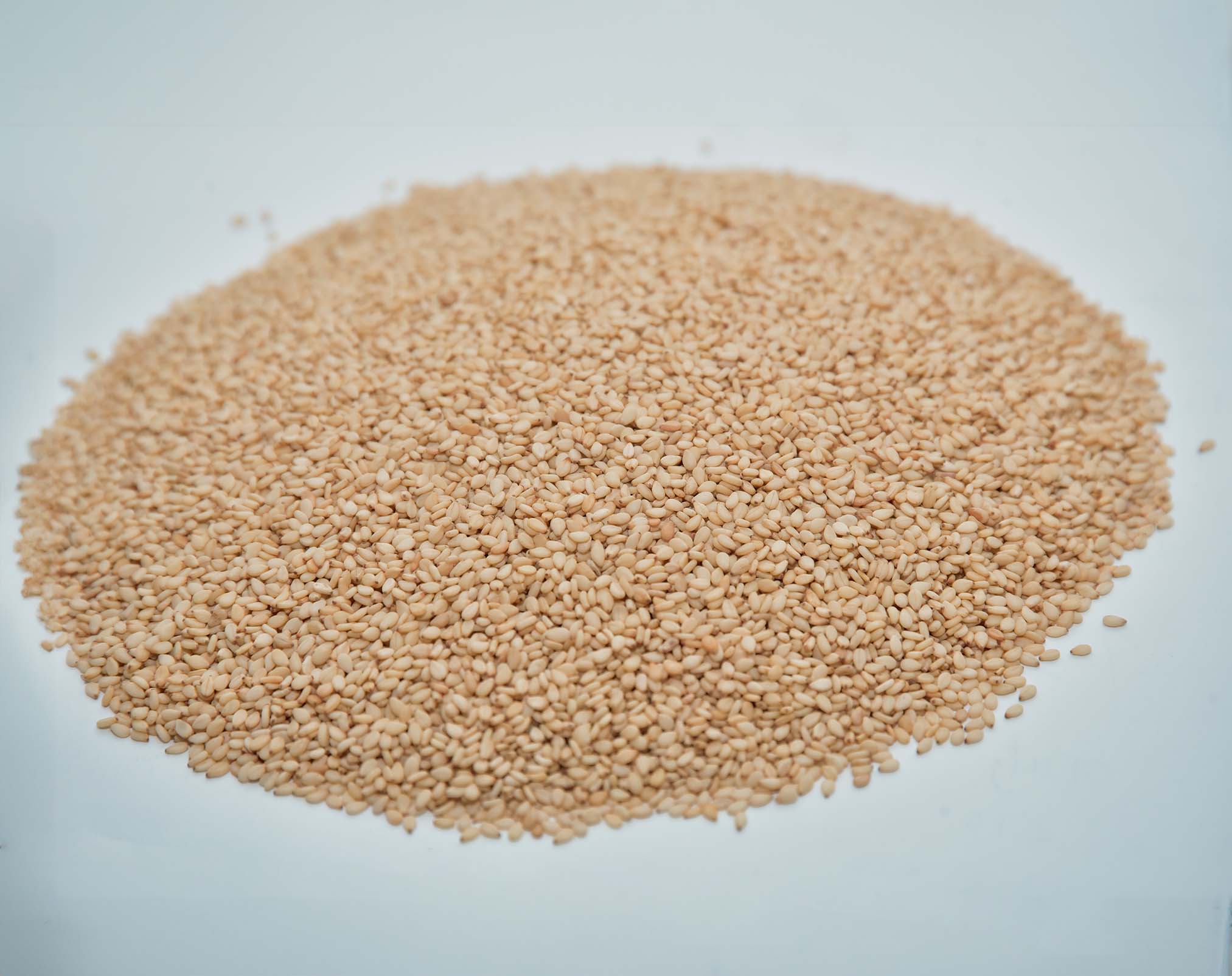 Orbit Agro Exports Limited - Leading Sesame Seed Exporters in Nigeria.